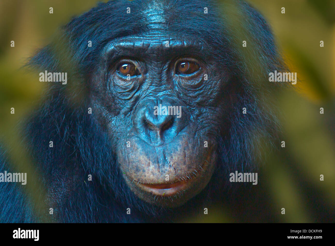 Dwarf chimpanzee hi-res stock photography and images - Alamy