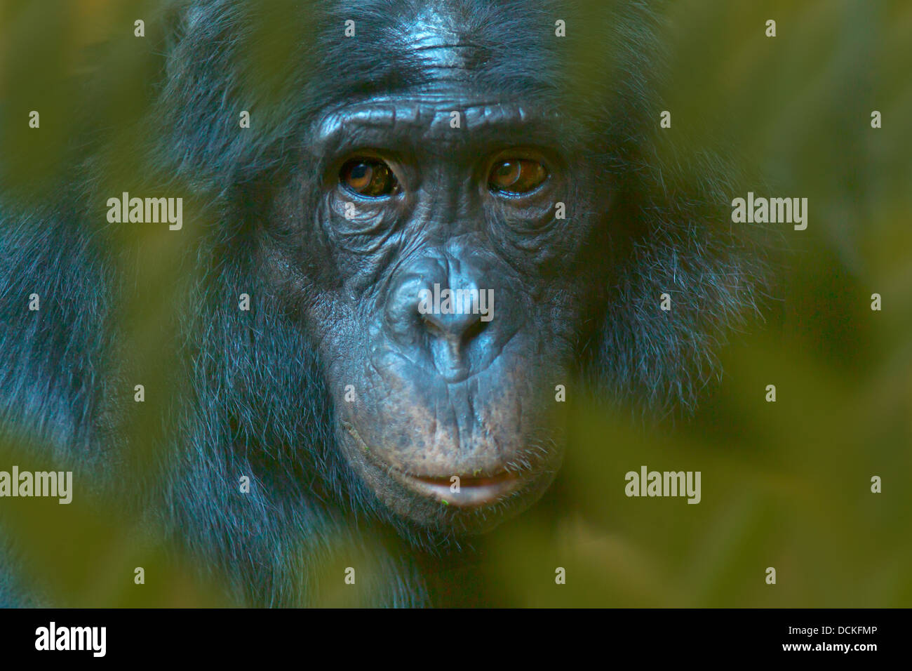 Bonobo or Dwarf Chimpanzee Pan paniscus Stock Photo - Alamy