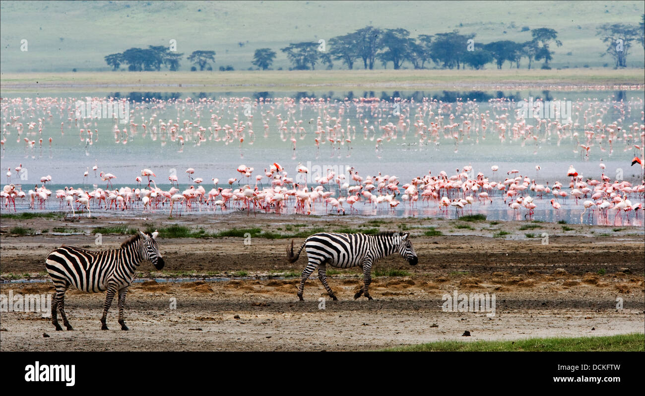 Two zebras and flamingo Stock Photo - Alamy