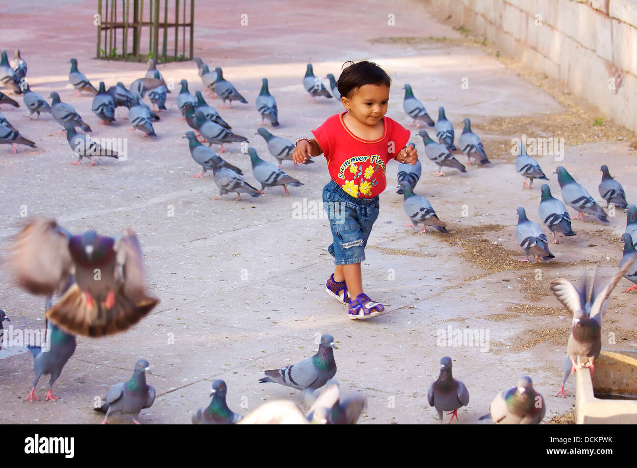 Walking pigeons hi-res stock photography and images - Alamy