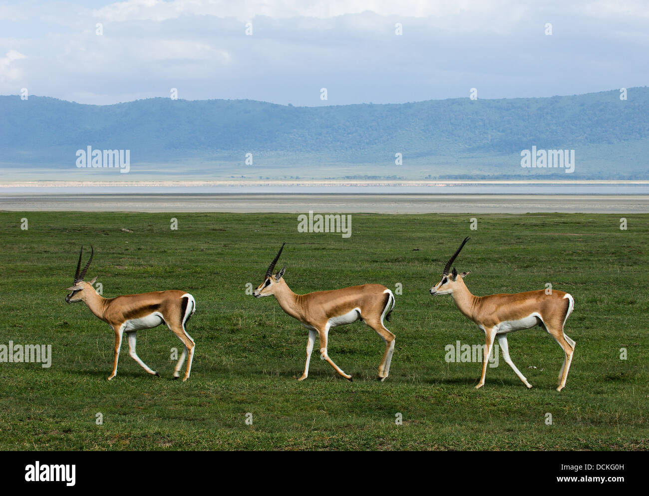 Animal trio hi-res stock photography and images - Alamy