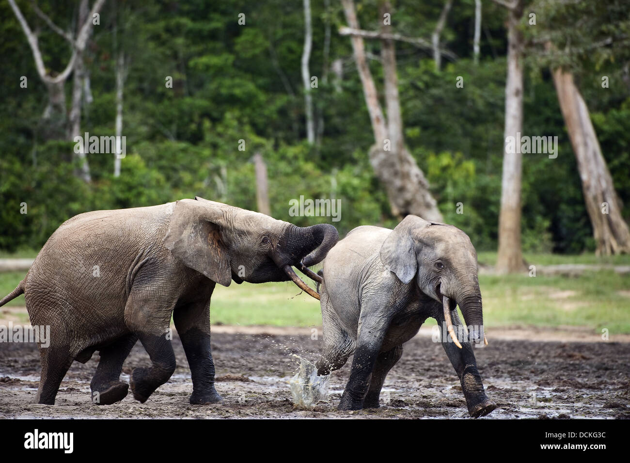 Aggressive elephant hi-res stock photography and images - Alamy