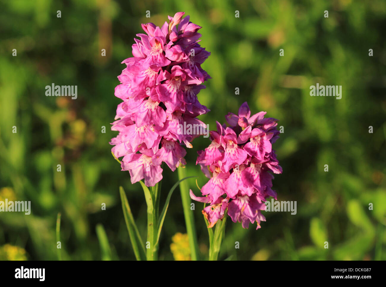 British Wild Flower Common Orchid Stock Photo - Alamy
