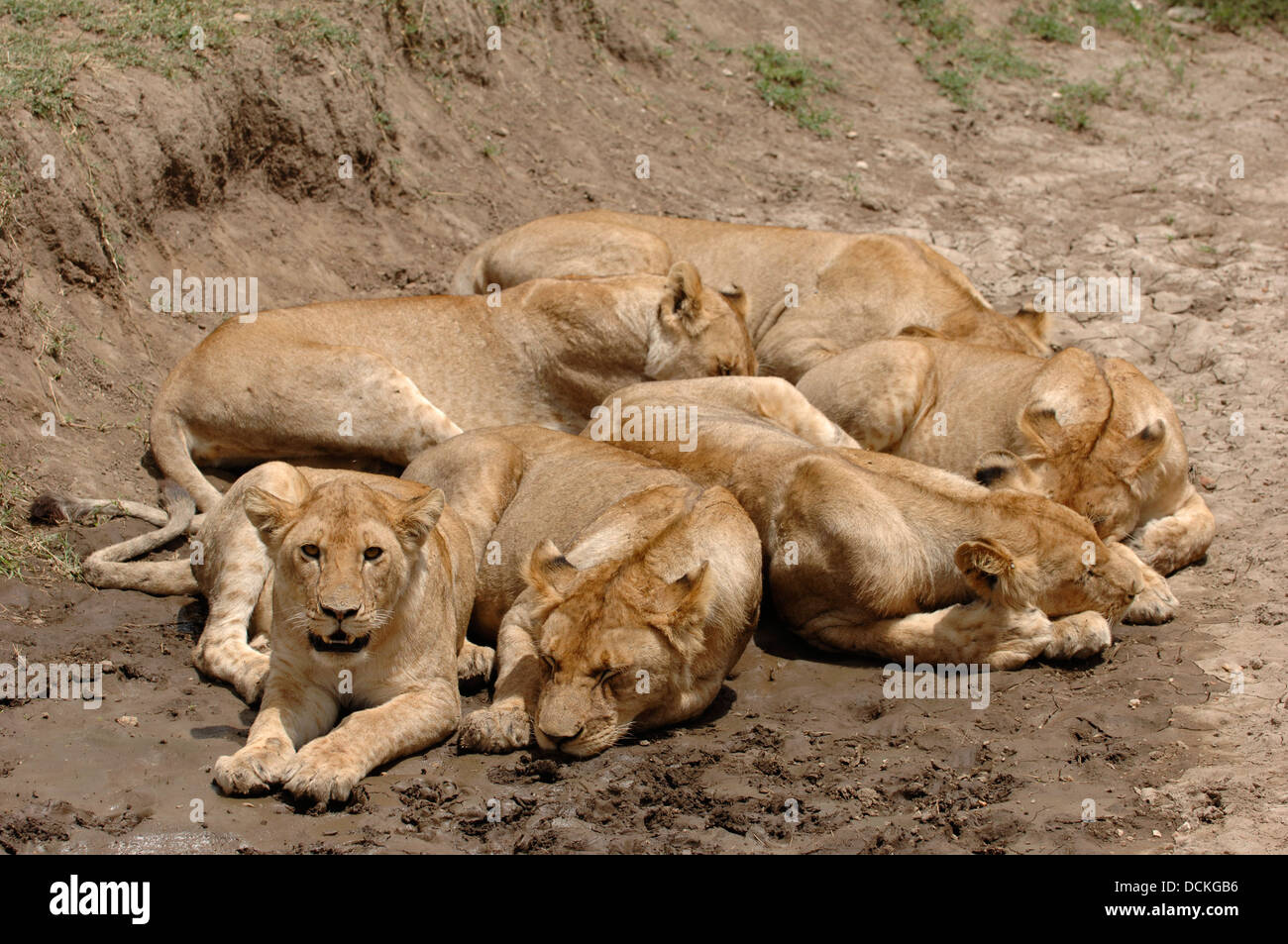 Six animals hi-res stock photography and images - Alamy