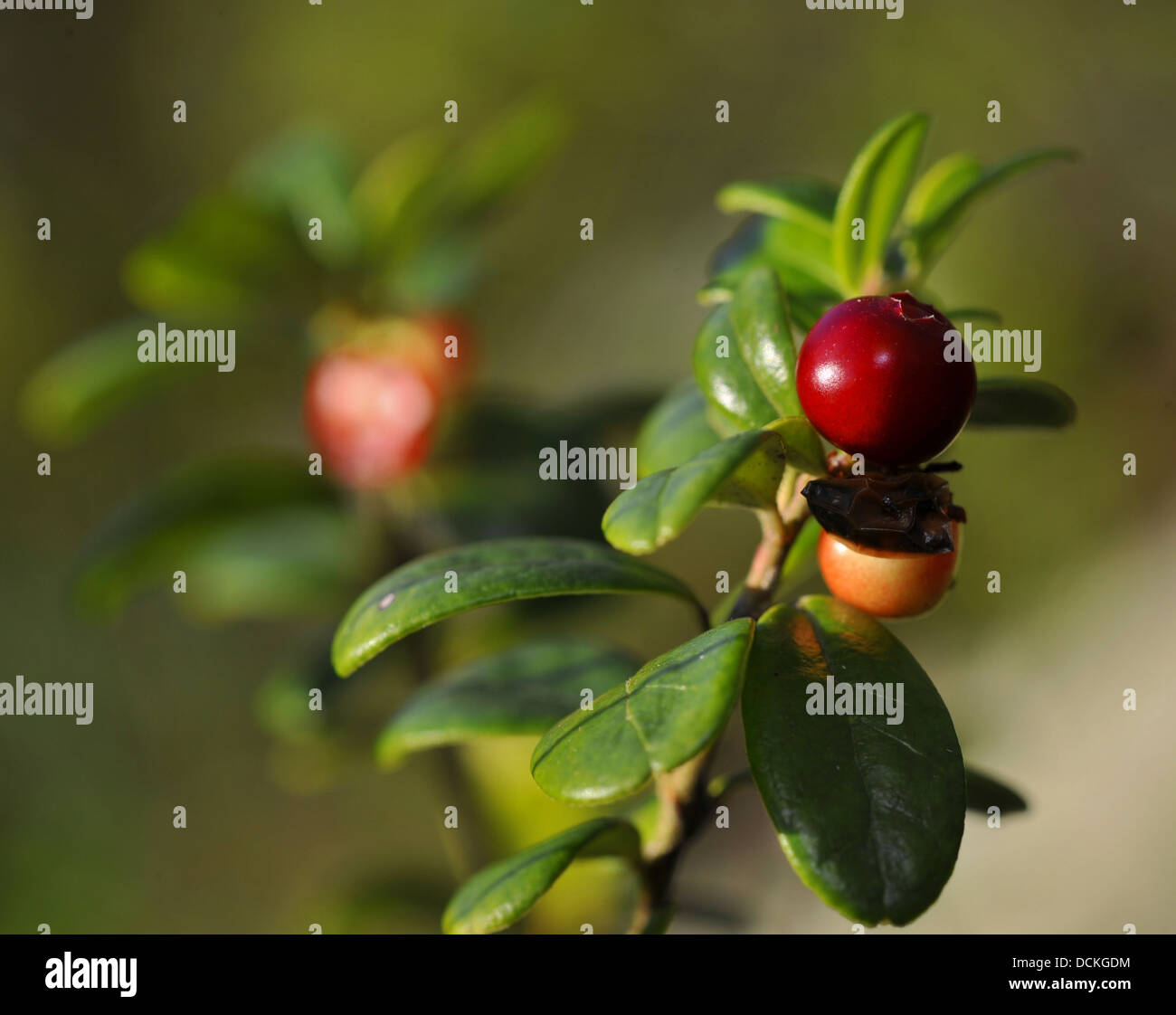 Fresh cowberry hi-res stock photography and images - Alamy