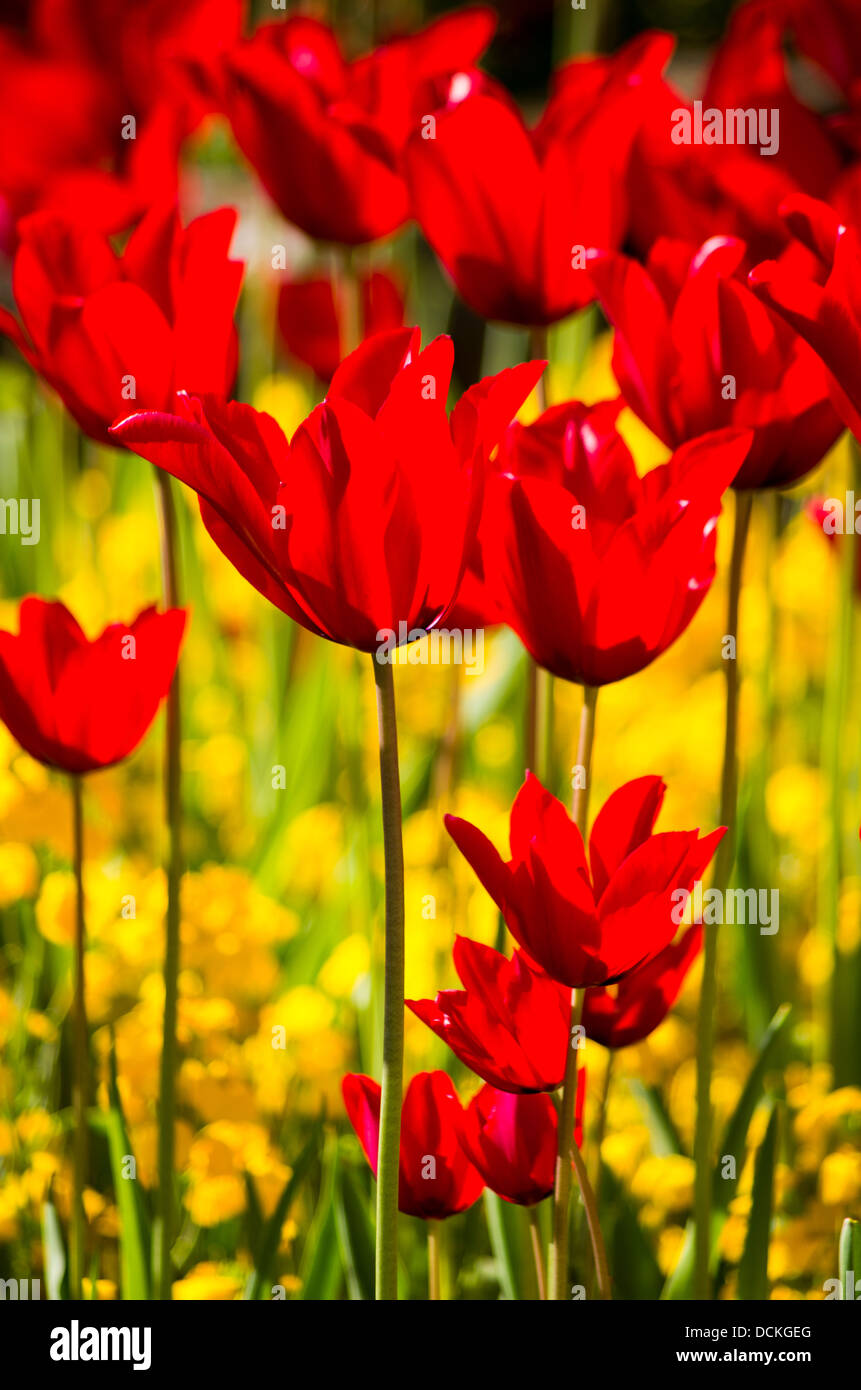 Back lit tulips hi-res stock photography and images - Alamy