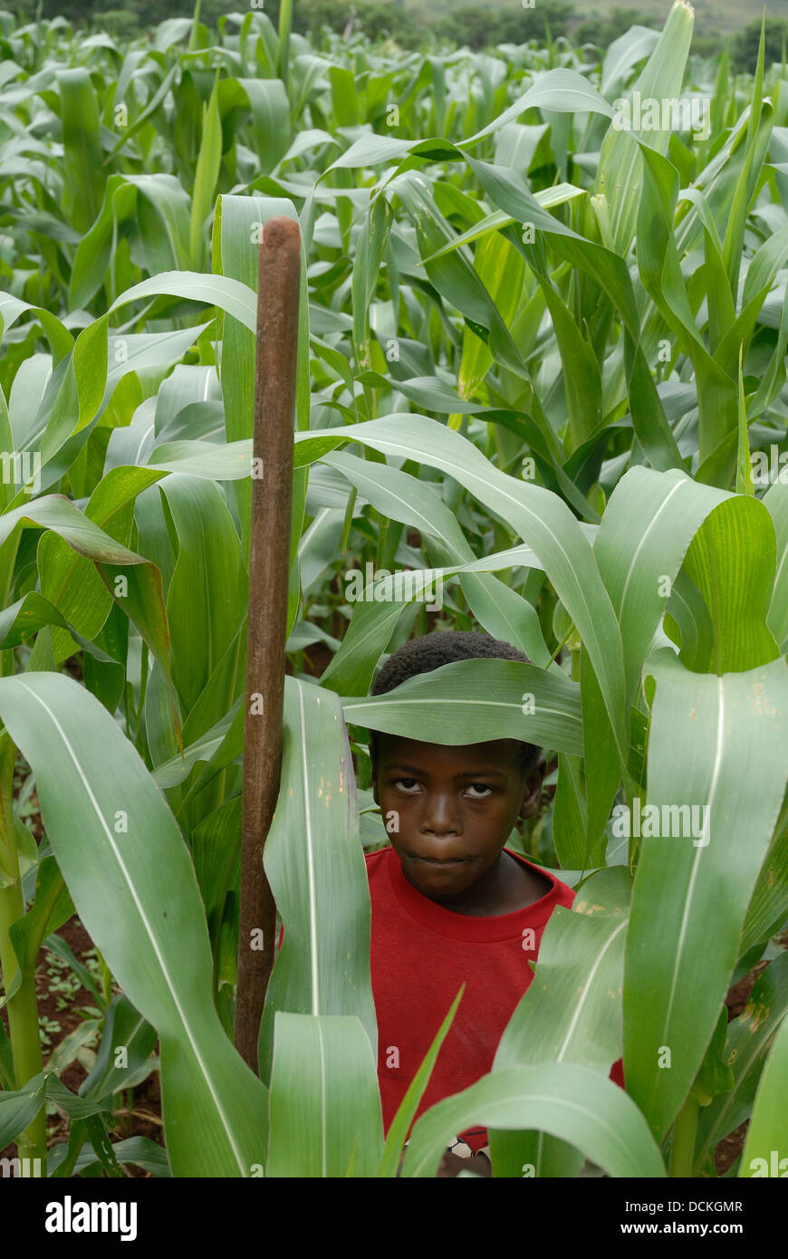 Poor farming practices hi-res stock photography and images - Alamy