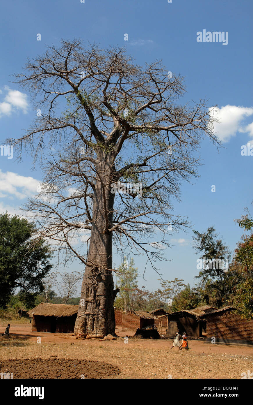 Baobab malawi hi-res stock photography and images - Alamy