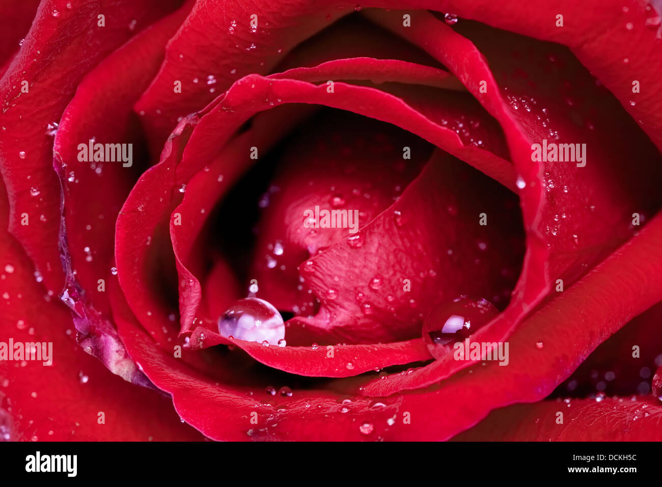 Beautiful red rose covered with dew drops, close up Stock Photo - Alamy