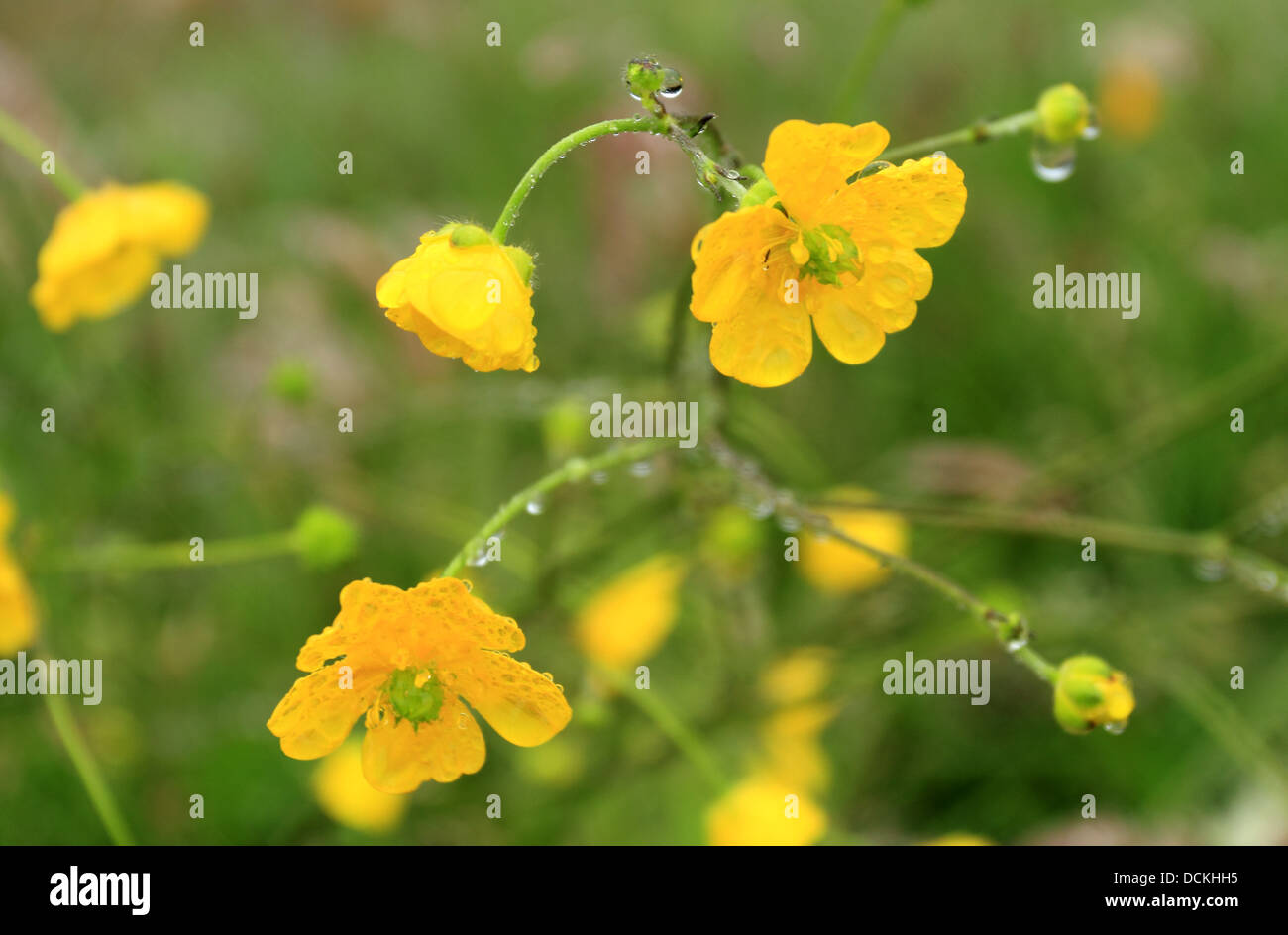 British Wild Flower meadow Buttercup Stock Photo - Alamy