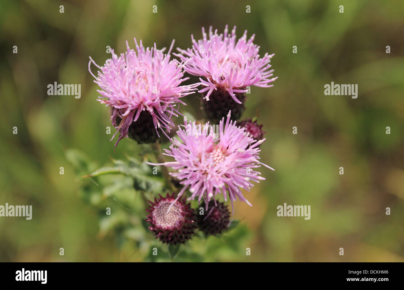 British Wild Flower Creeping Thistle Stock Photo - Alamy