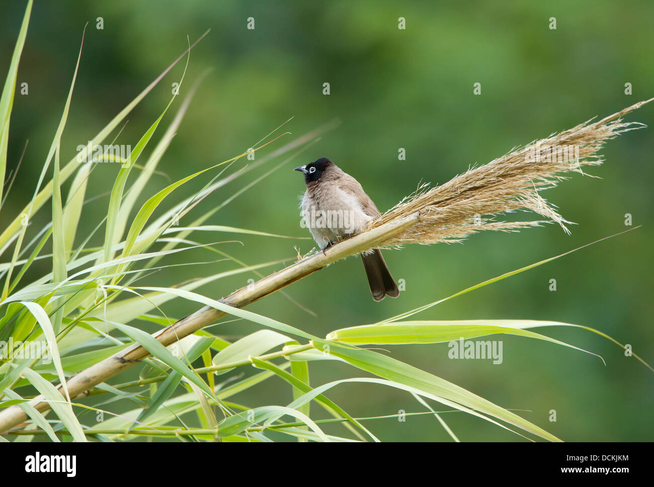 Spectacled bulbul Pycnonotus xanthopygos Also called Yellow vented ...