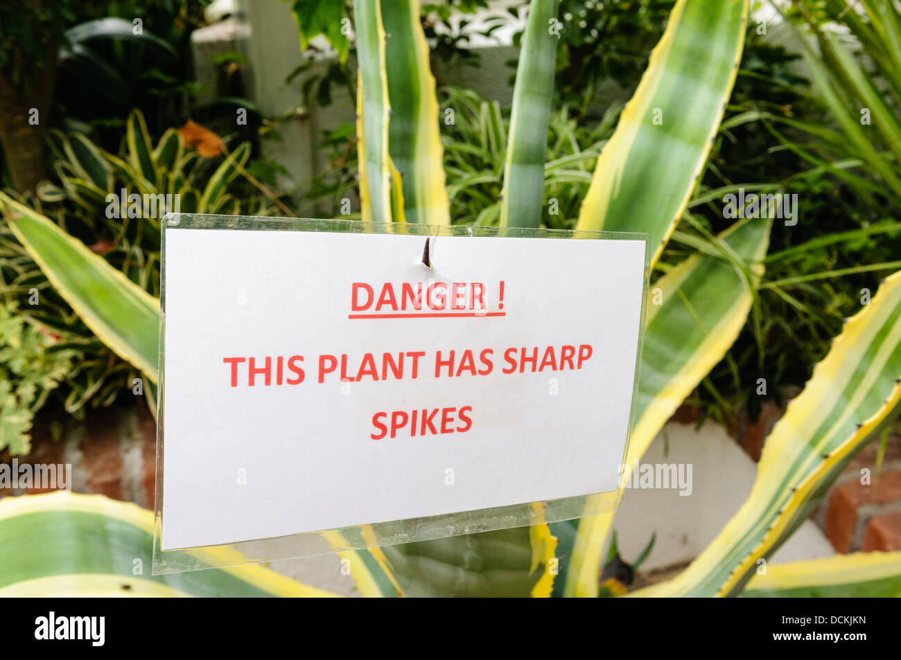 Warning sign on Agave americana Marginata that it has sharp spikes ...
