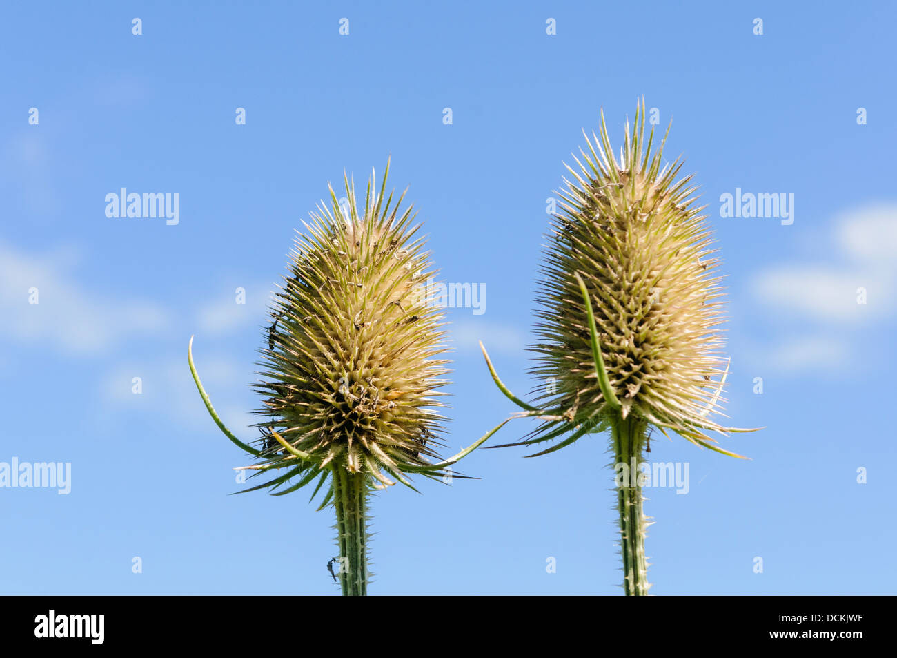 Conical seed heads hi-res stock photography and images - Alamy