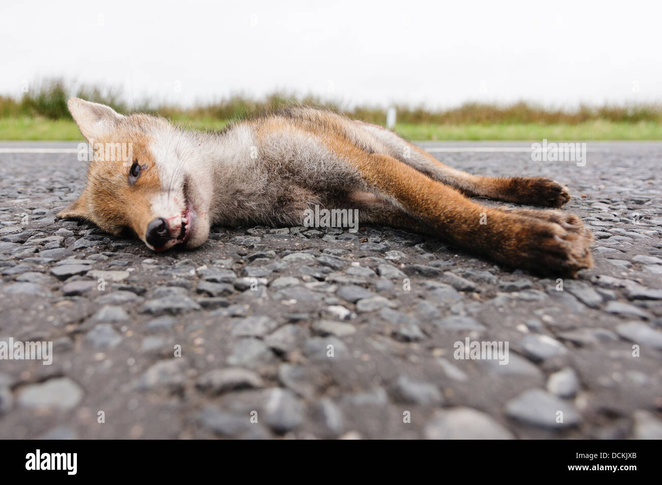 Dead fox roadkill on a rural road Stock Photo - Alamy