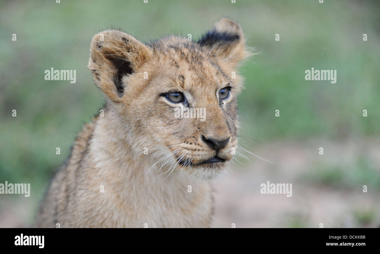 lion cub, portrait Stock Photo - Alamy