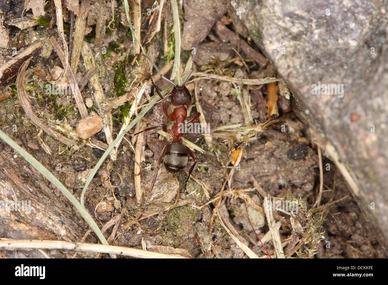 This red forest-ant (Formica rufa) usually builds their nests on sunny ...