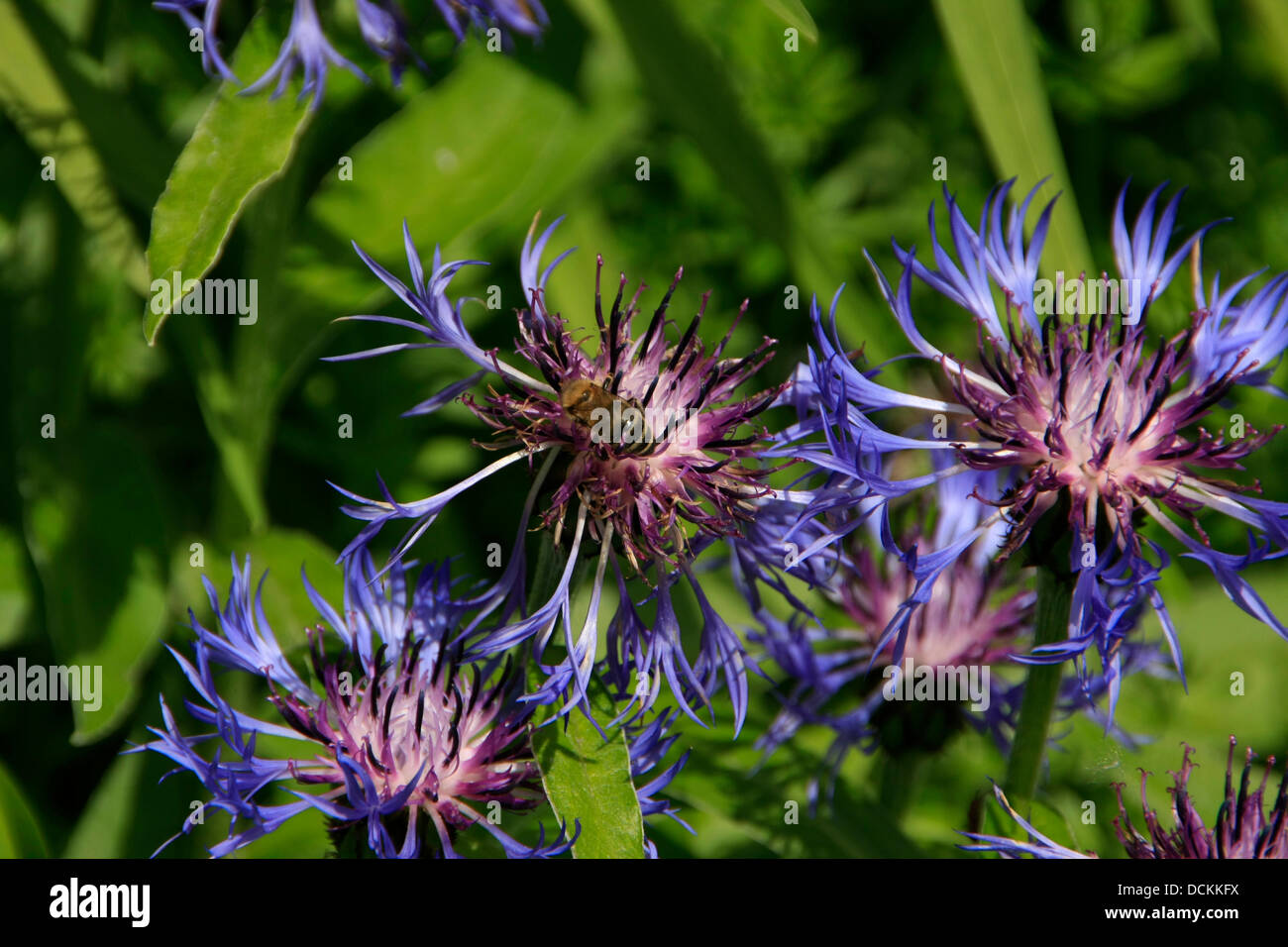 Centaurea montana L. blooms from June to August. The plant grows on ...