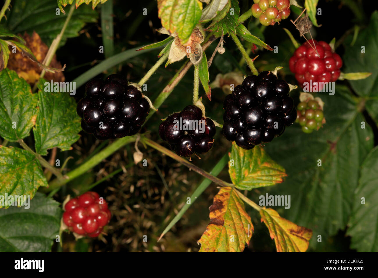 Ripe and non-ripe stages of the fruit of Real Blackberry (Rubus ...