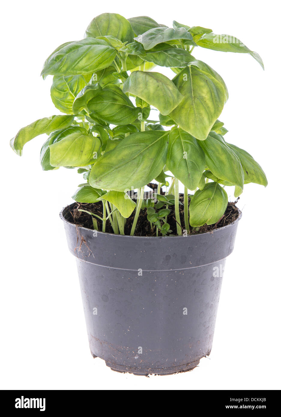 Basil plant isolated on white background Stock Photo - Alamy