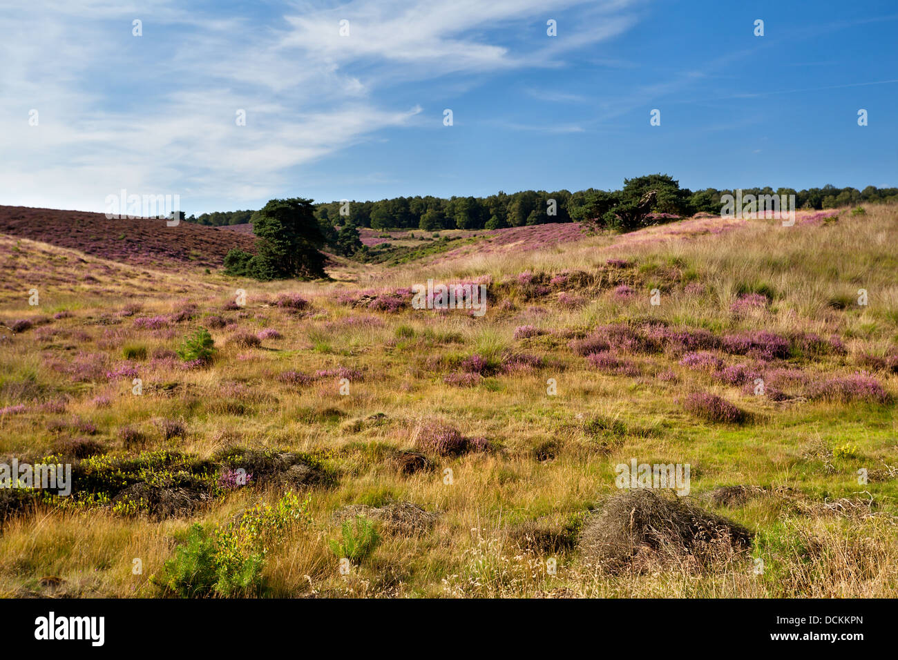 Heather bush in flower hi-res stock photography and images - Alamy
