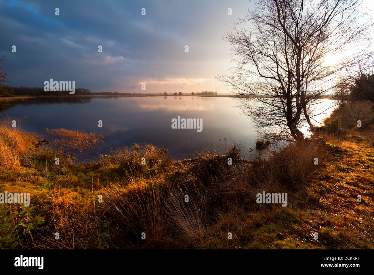 calm wild pond in Dwingelderveld Stock Photo - Alamy