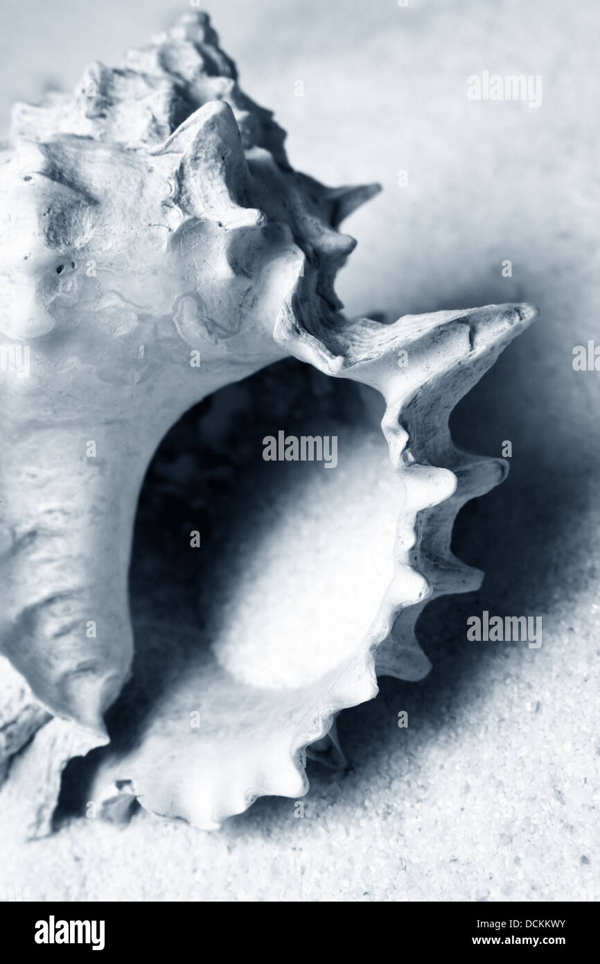 Cockleshell beach hi-res stock photography and images - Alamy