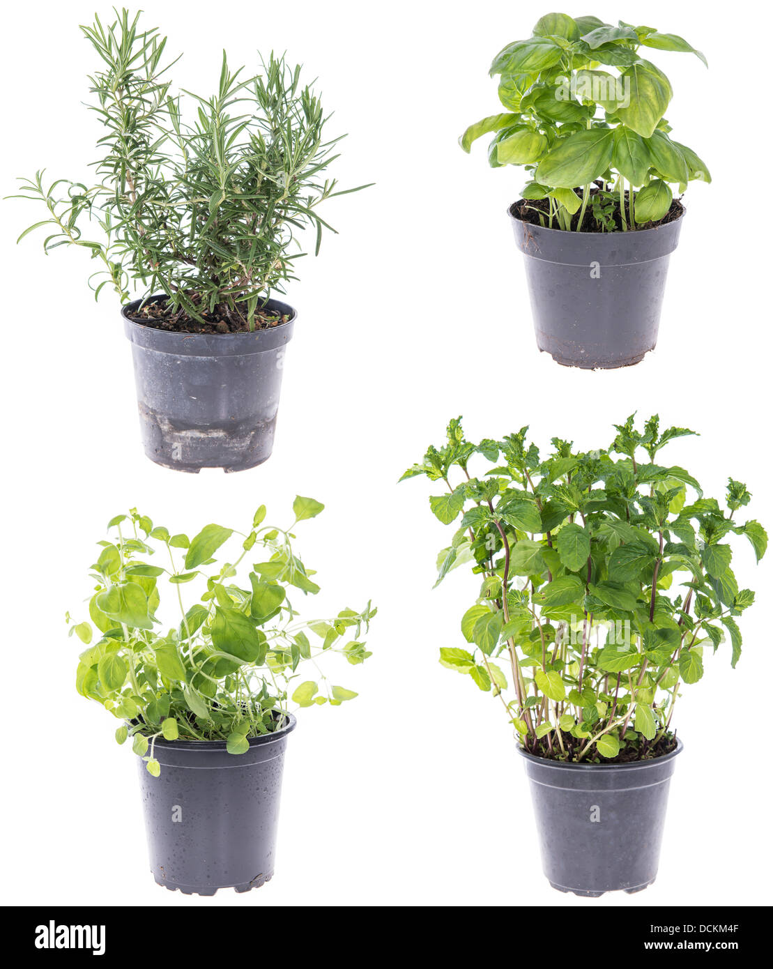 Collage of Rosemary, Oregano, Mint and Basil Plants isolated on white ...