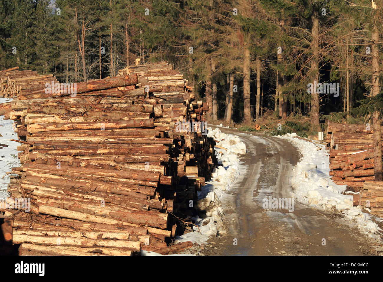 Logging in a Pine Forest Stock Photo - Alamy