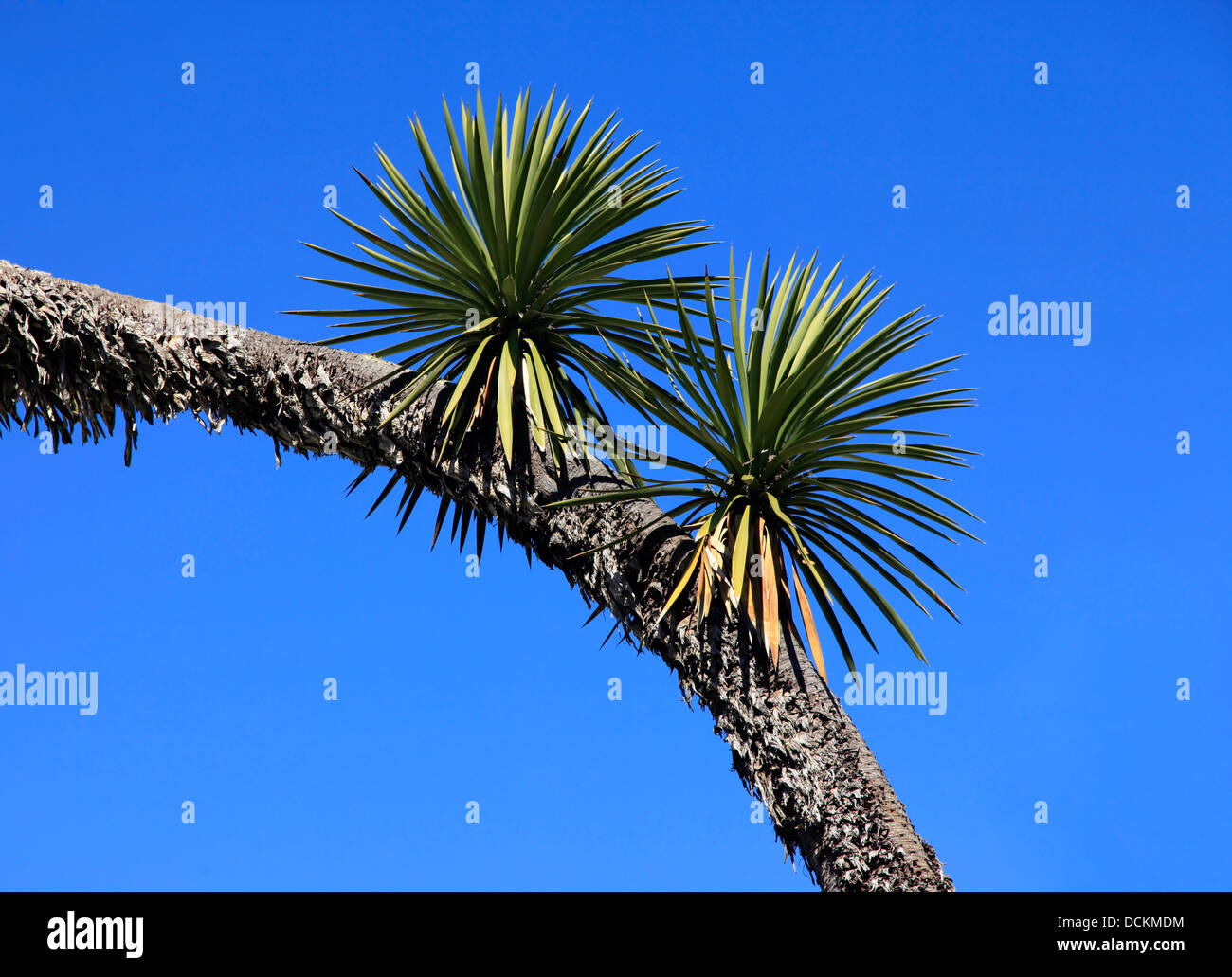 Coco palm heaven hi-res stock photography and images - Alamy