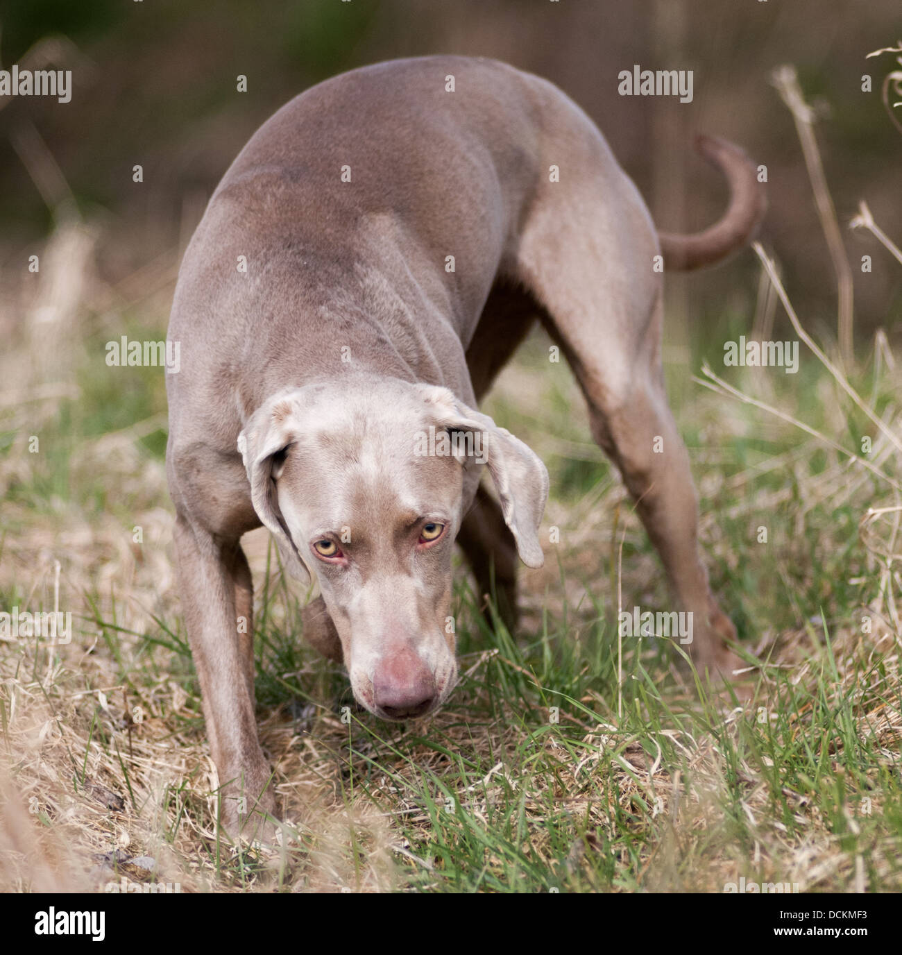 A Weimaraner dog; a Hunter Pointer Retriever (HPR) working gun dog at a ...