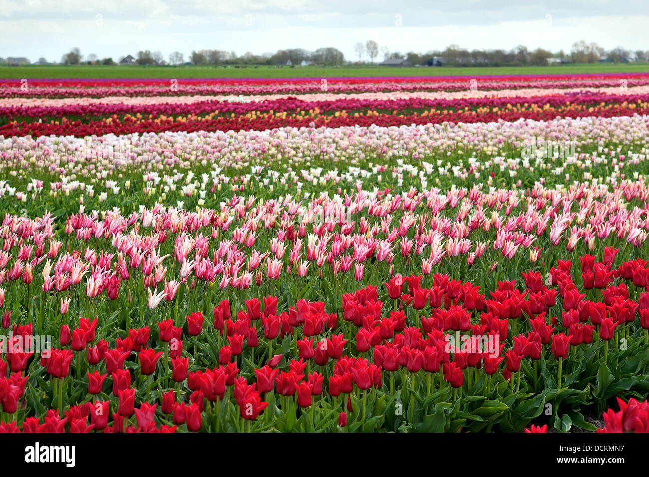rows of colorful tulips in Netherlands Stock Photo - Alamy