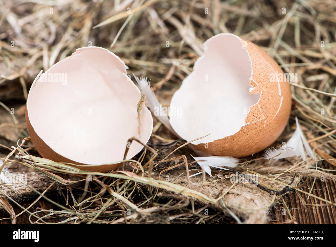 Eggshells in nest hi-res stock photography and images - Alamy