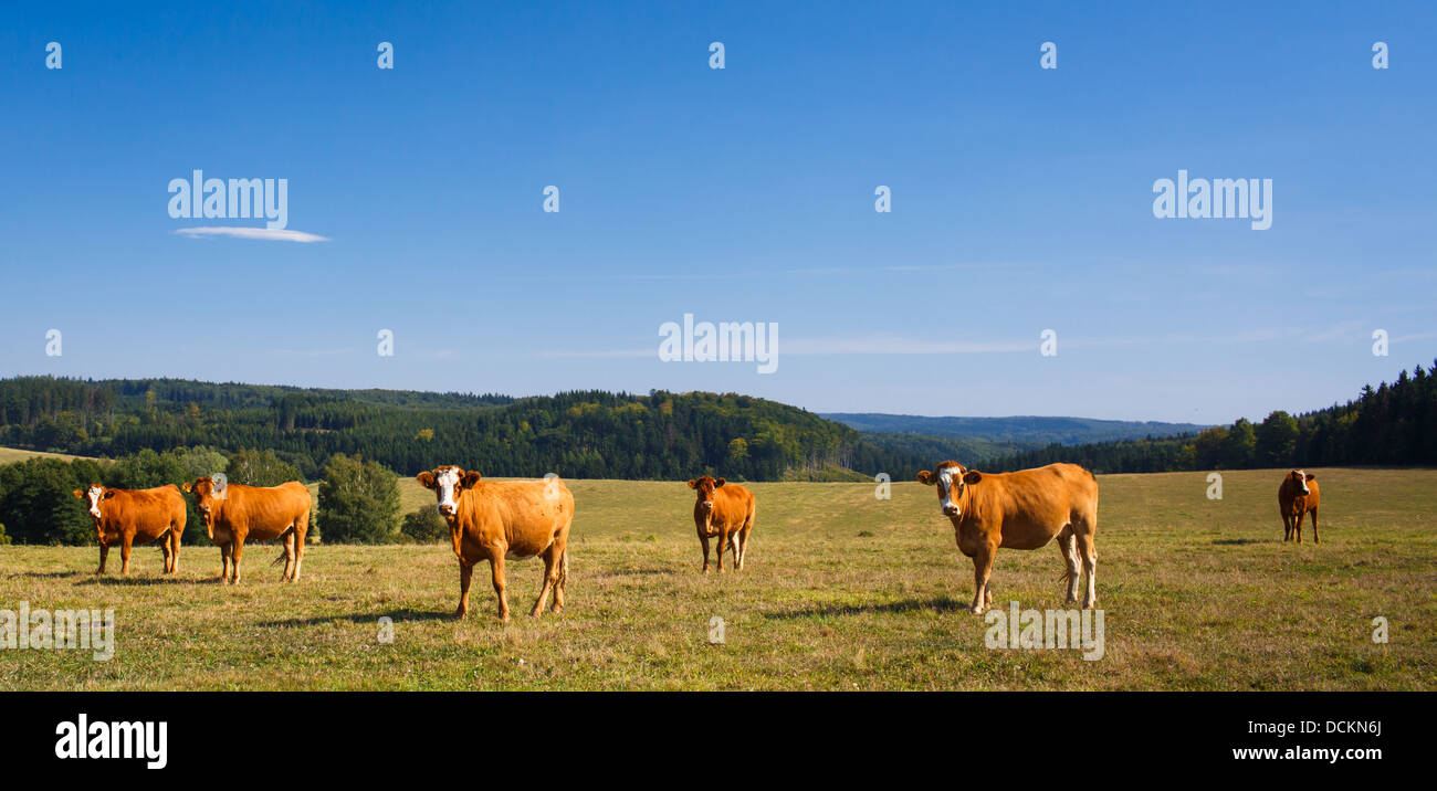 Cows grazing on a lovely green pasture Stock Photo - Alamy