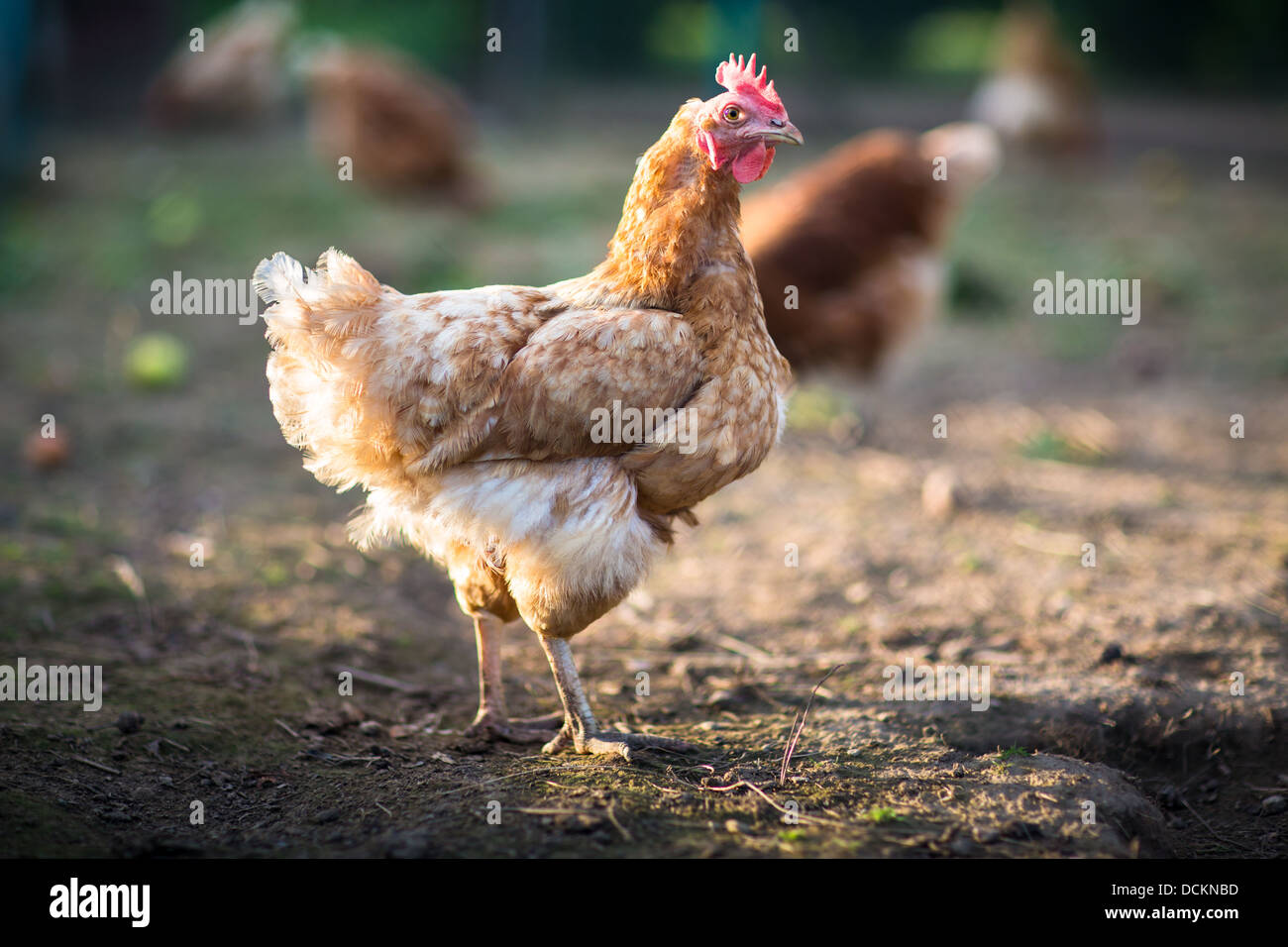 Hen in a farmyard (Gallus gallus domesticus Stock Photo - Alamy