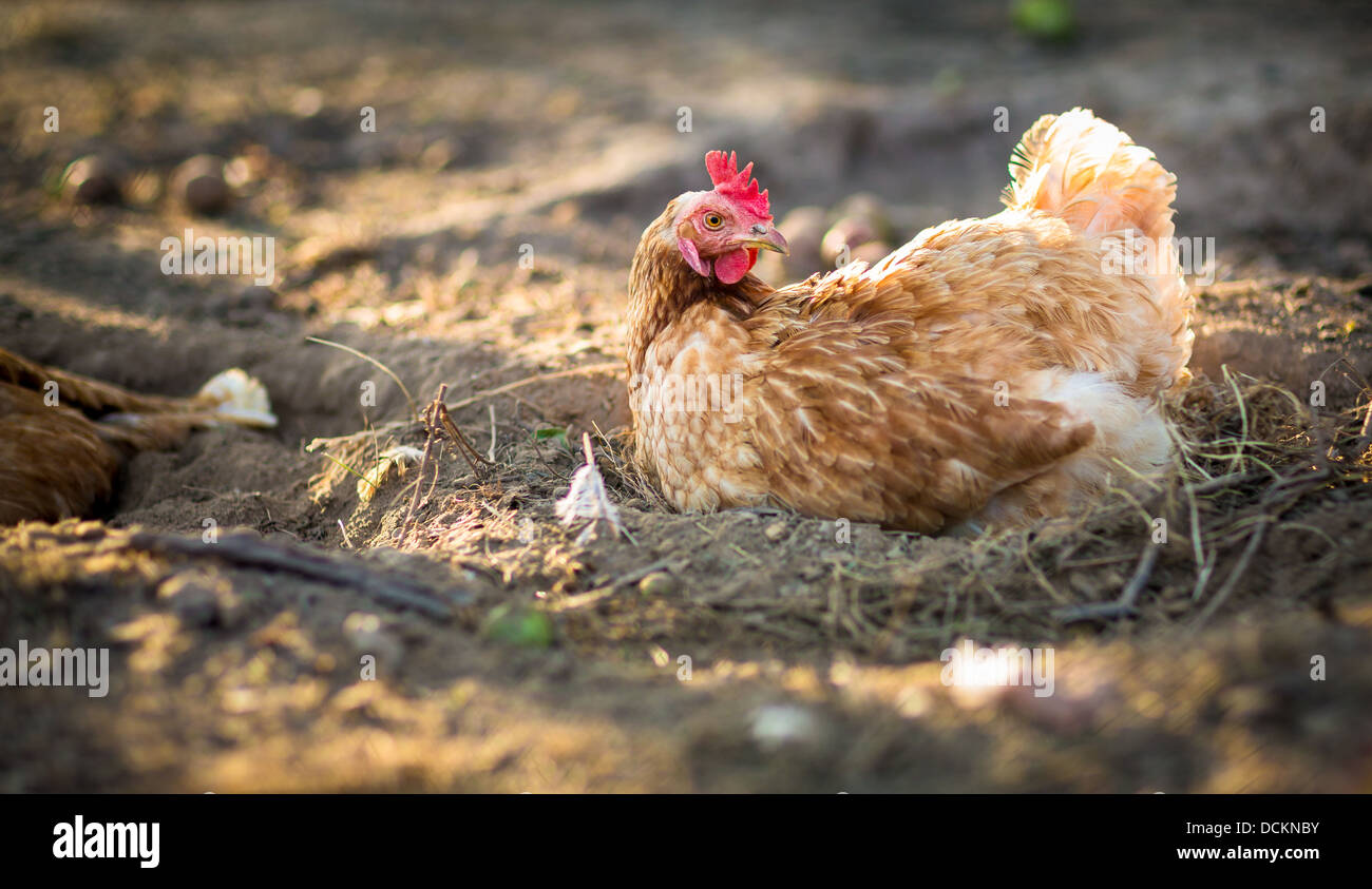Hen in a farmyard (Gallus gallus domesticus Stock Photo - Alamy