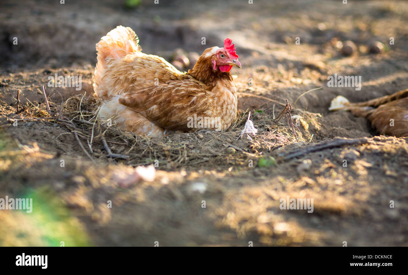 Hen in a farmyard (Gallus gallus domesticus Stock Photo - Alamy
