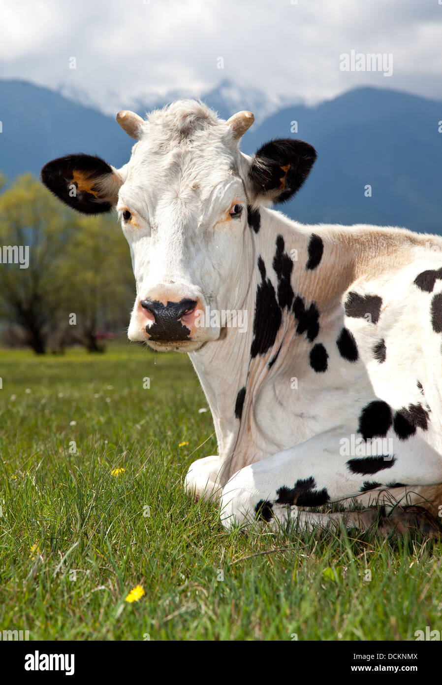 Spotted cow hi-res stock photography and images - Alamy