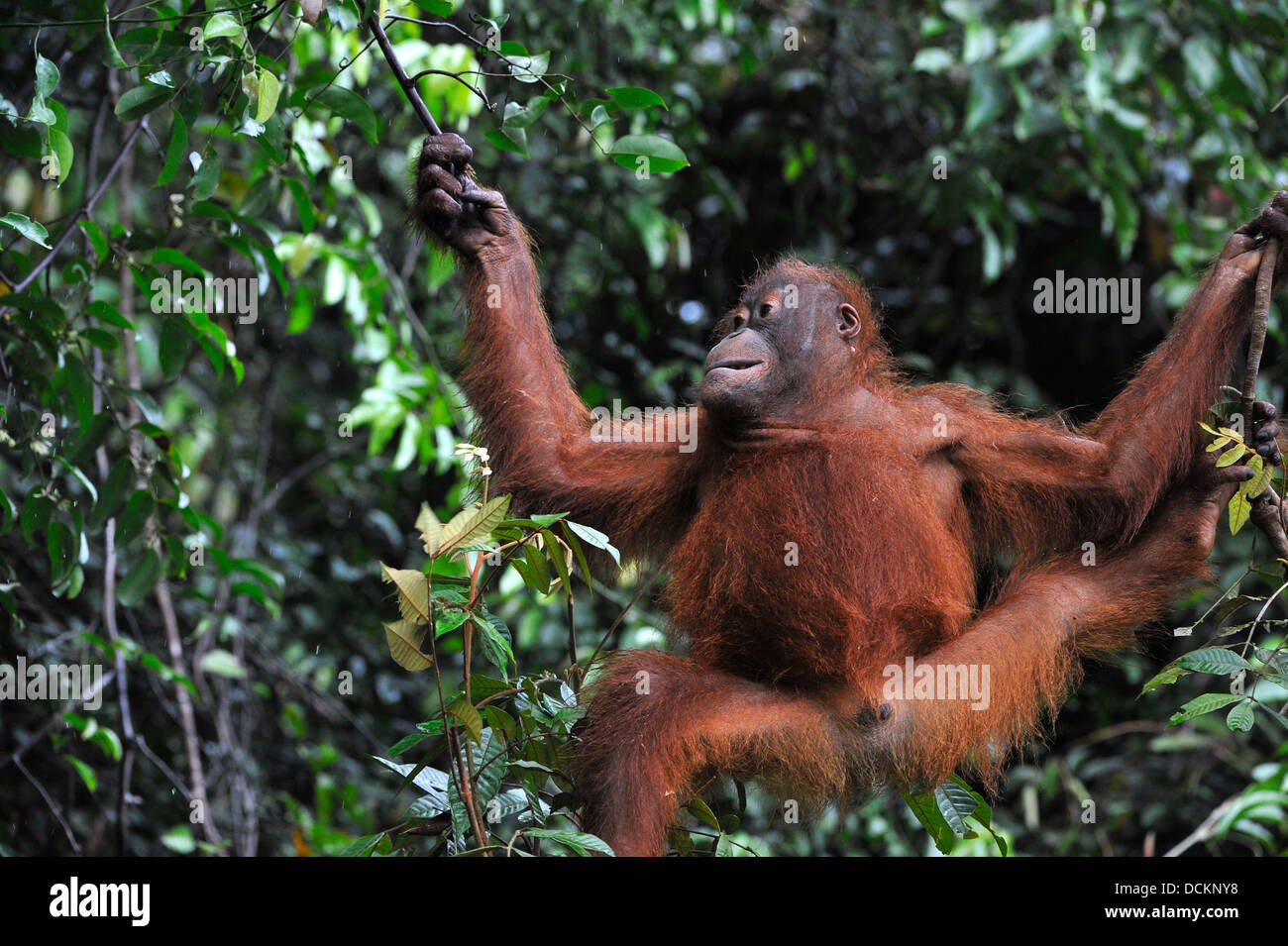 Juvenile Orangutan .Pongo pygmaeus Stock Photo - Alamy