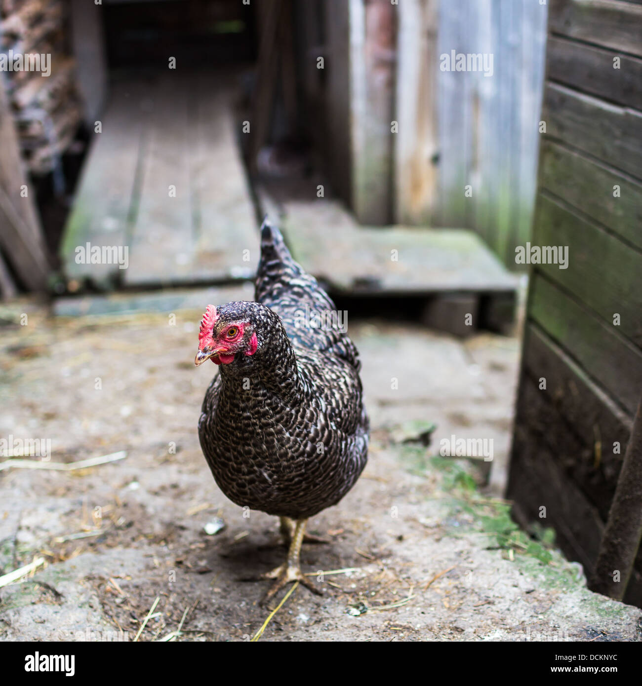 Hen in a farmyard (Gallus gallus domesticus Stock Photo - Alamy