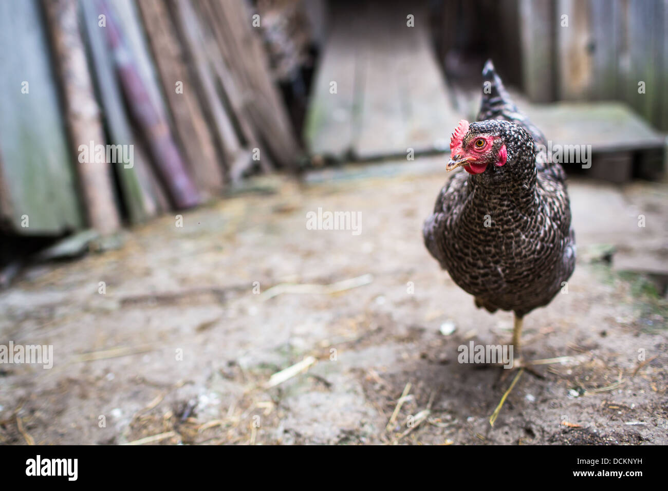 Hen in a farmyard (Gallus gallus domesticus Stock Photo - Alamy