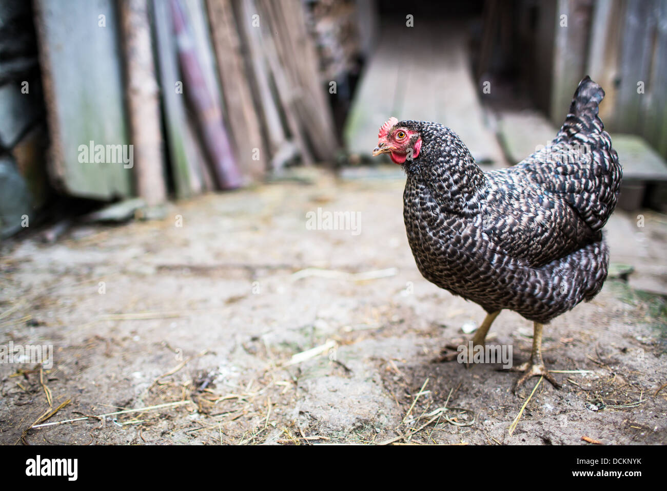 Hen in a farmyard (Gallus gallus domesticus Stock Photo - Alamy