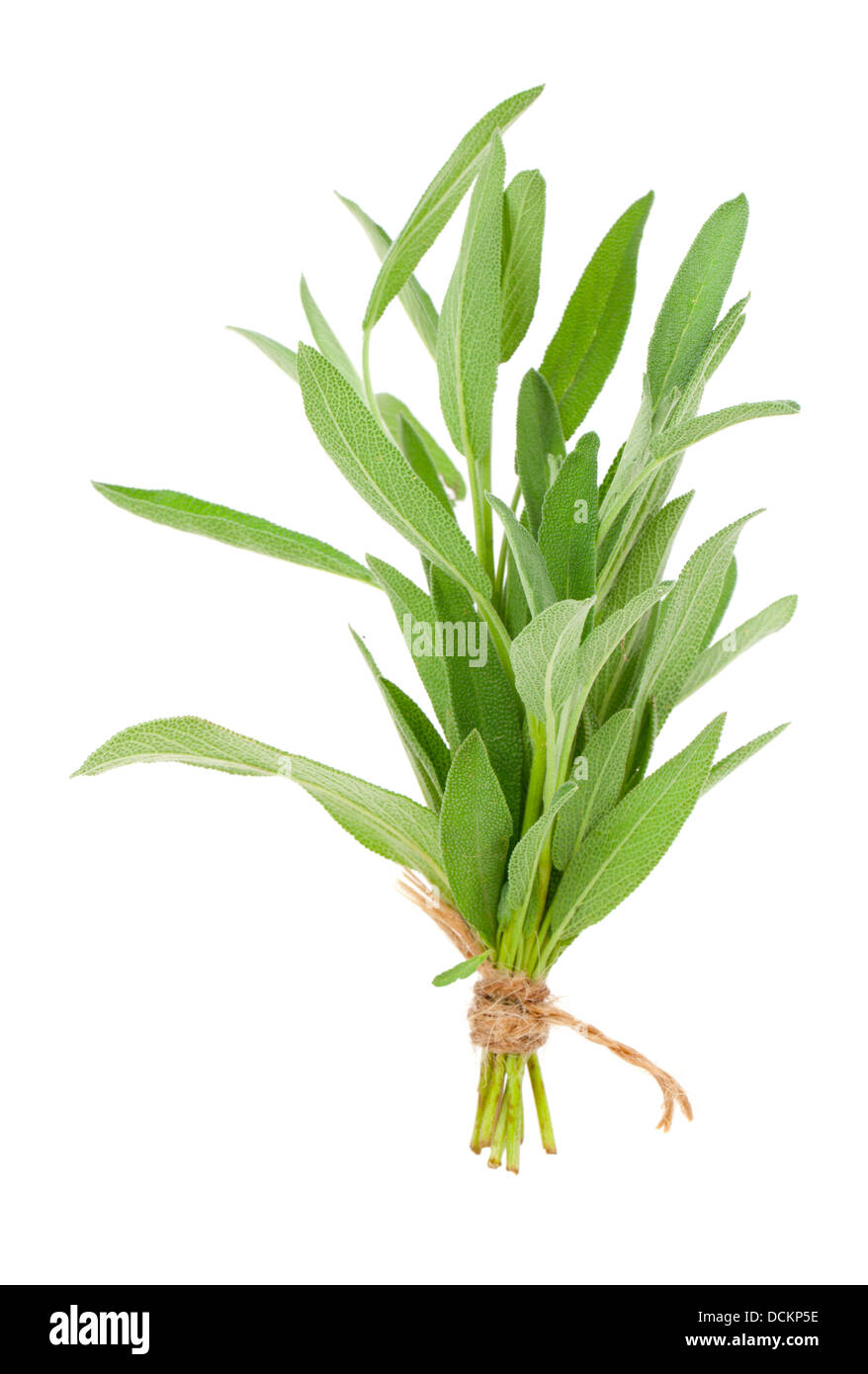 green sage plant, isolated on white background Stock Photo - Alamy