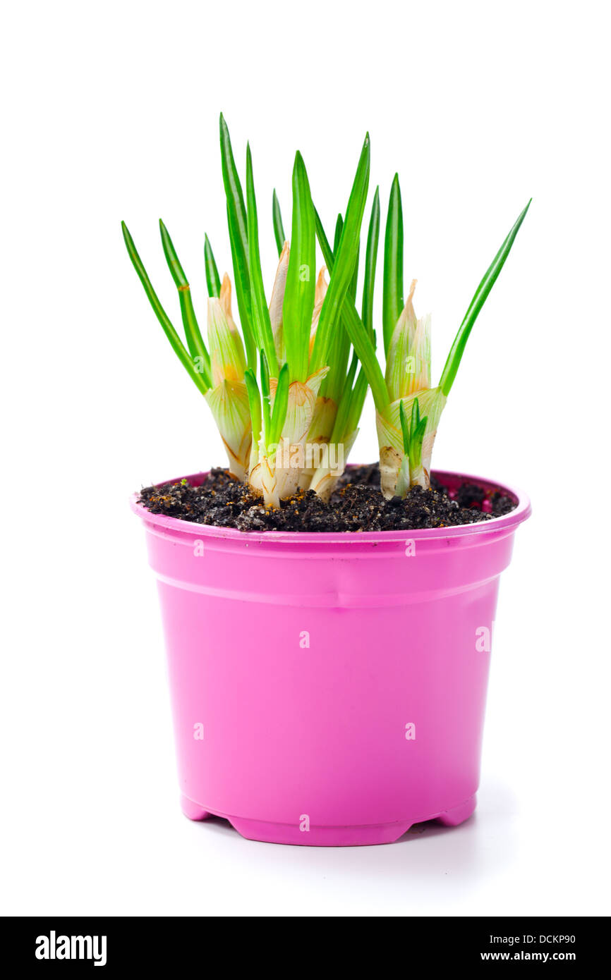 sprout of flower bulbs in pot, in early spring Stock Photo - Alamy