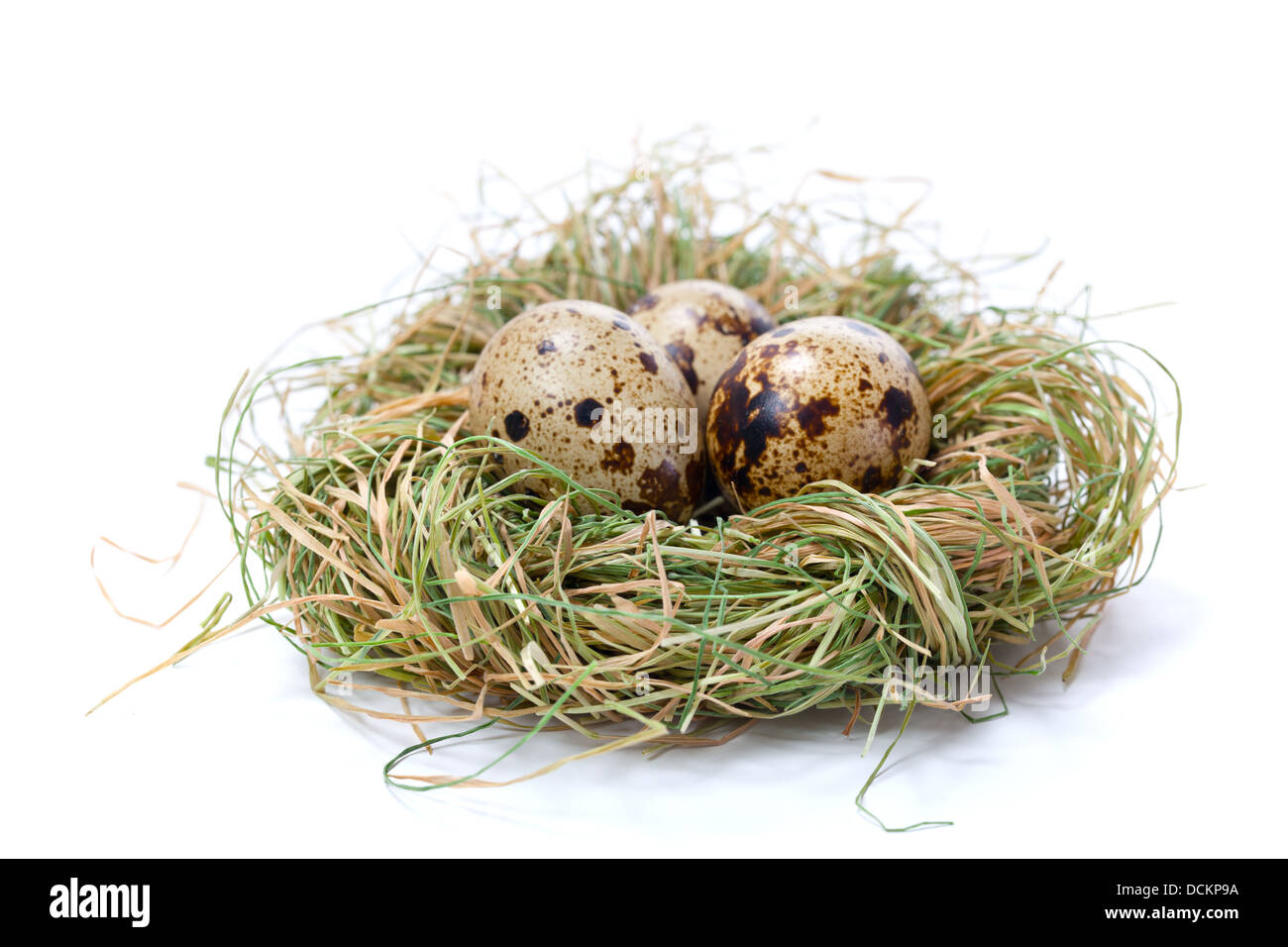 Quail eggs in nest, isolated on white background Stock Photo - Alamy