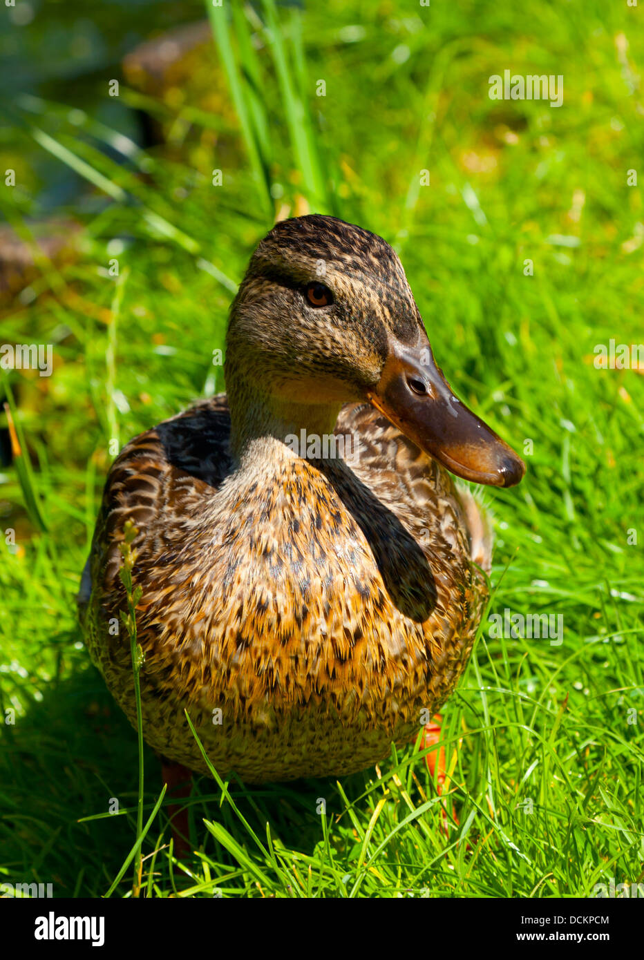 Duck agriculture farming hi-res stock photography and images - Alamy
