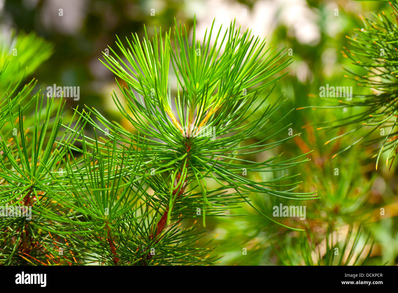 Conifer evergreen tree hi-res stock photography and images - Alamy