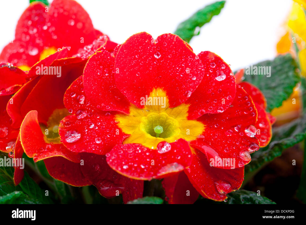 Red flowering potted primrose, isolated on white Stock Photo - Alamy
