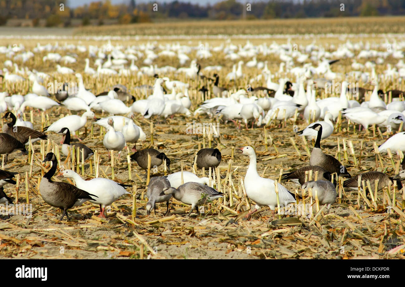 Canadian and snow geese in cut corn field Stock Photo - Alamy