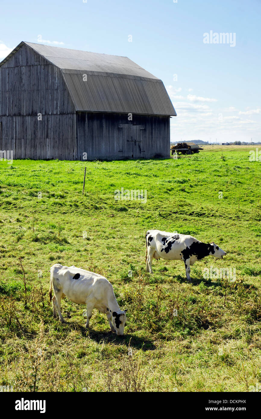 Cows in the field with barn Stock Photo - Alamy